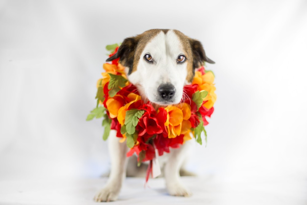 Girl Dog Names That Start With L | Nameberry