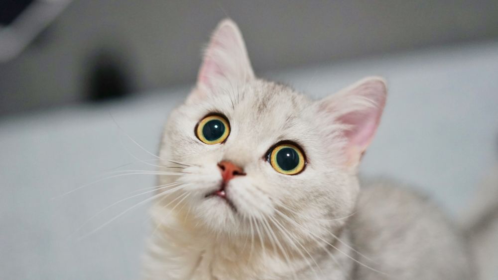 Cat Names That Start With P | Nameberry
