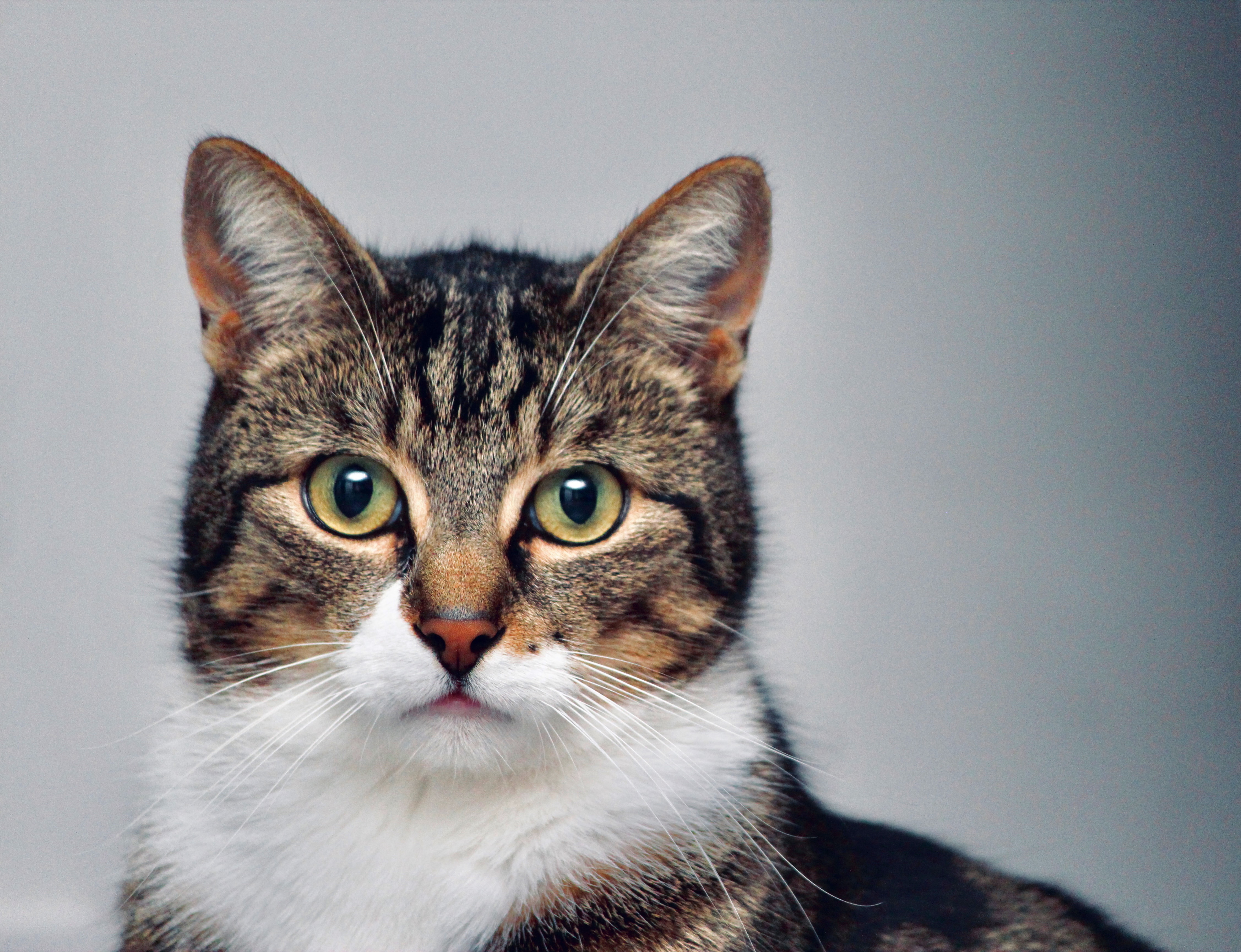Cat Names That Start With V | Nameberry