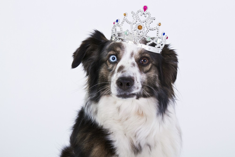 Disney Dog Names | Nameberry