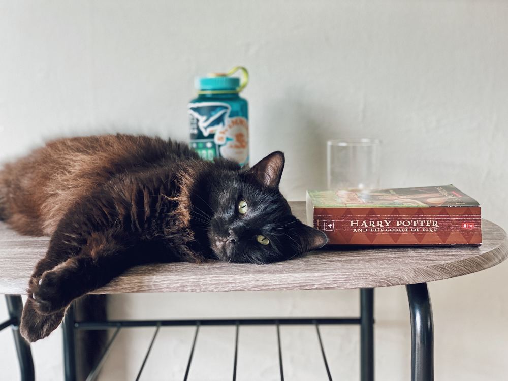 Harry Potter Cat Names | Nameberry
