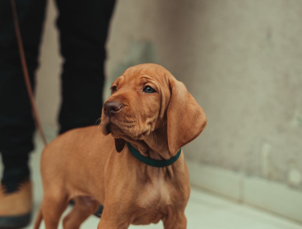 Dog Names That Start with Z | Nameberry