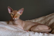 Hairless Cat Names Nameberry Hairless Cat Names Nameberry