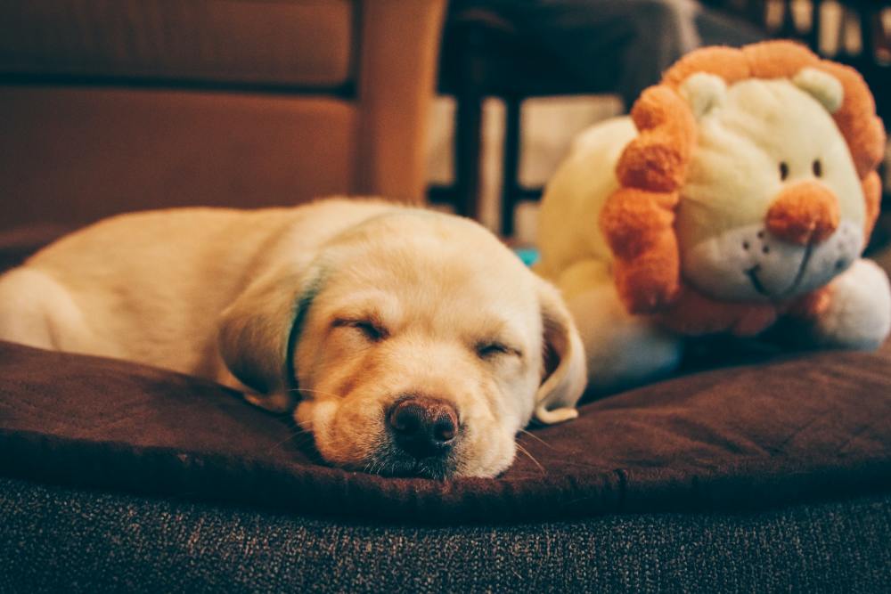Yellow, Orange, and Gold Dog Names | Nameberry