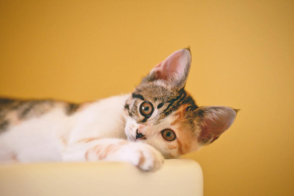 Calico Cat Names | Nameberry