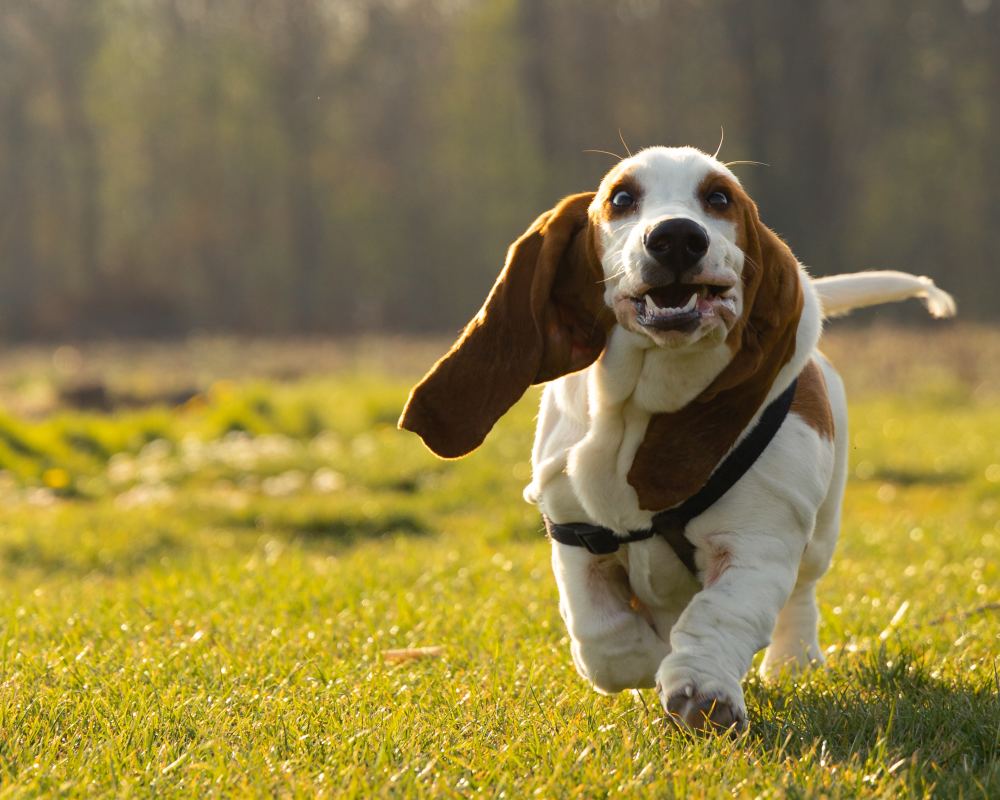 Dog Names That Start With L | Nameberry