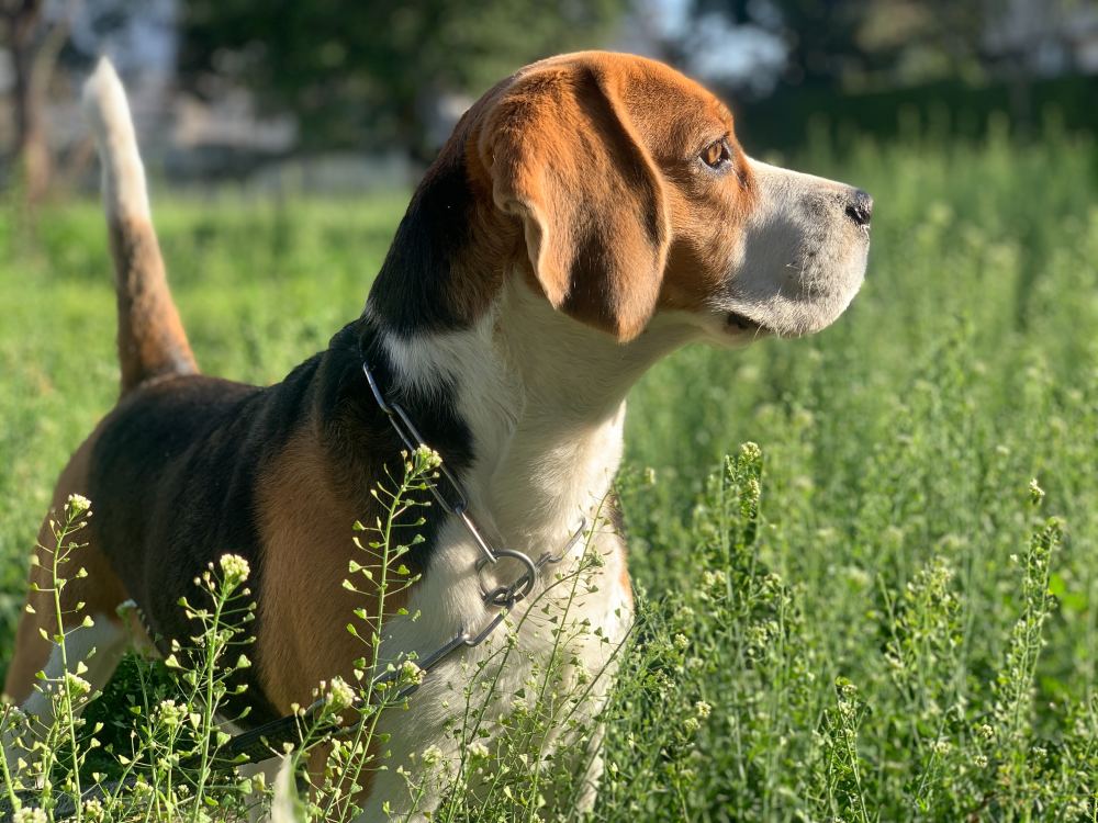 Beagle Names | Nameberry
