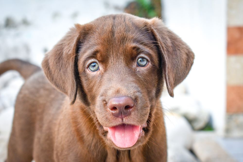 Dog Names That Start With M | Nameberry