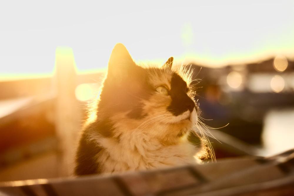 Cat Names That Mean Light | Nameberry