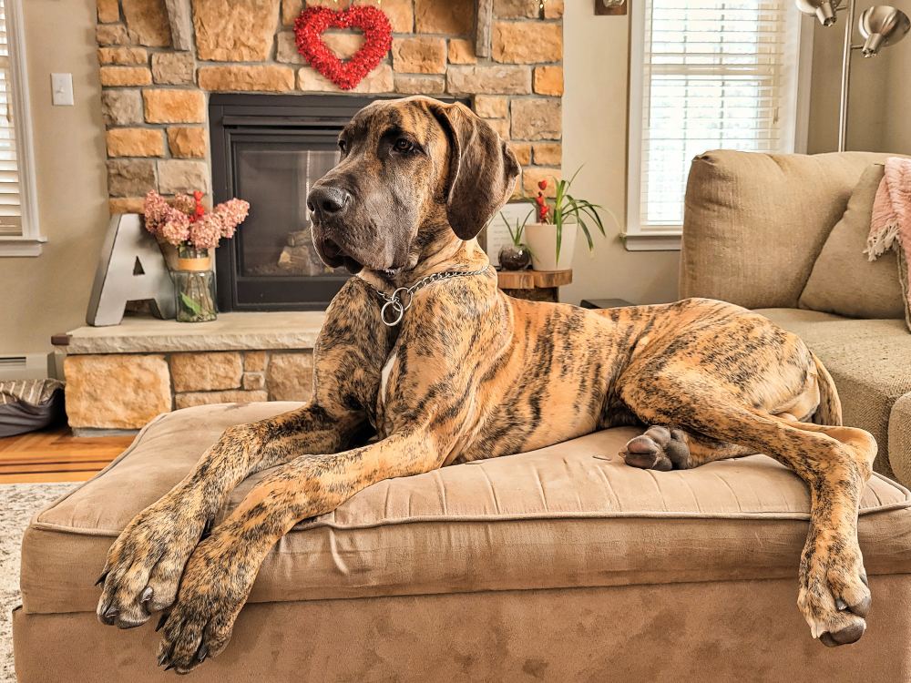 Great Dane Names | Nameberry