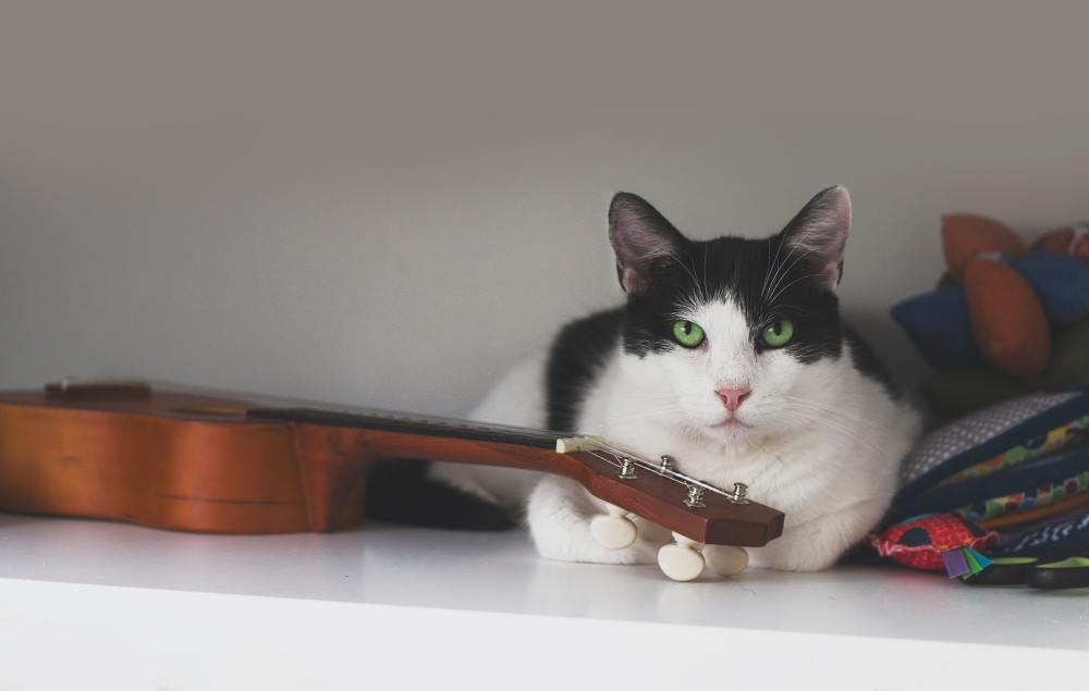 Musical Cat Names | Nameberry